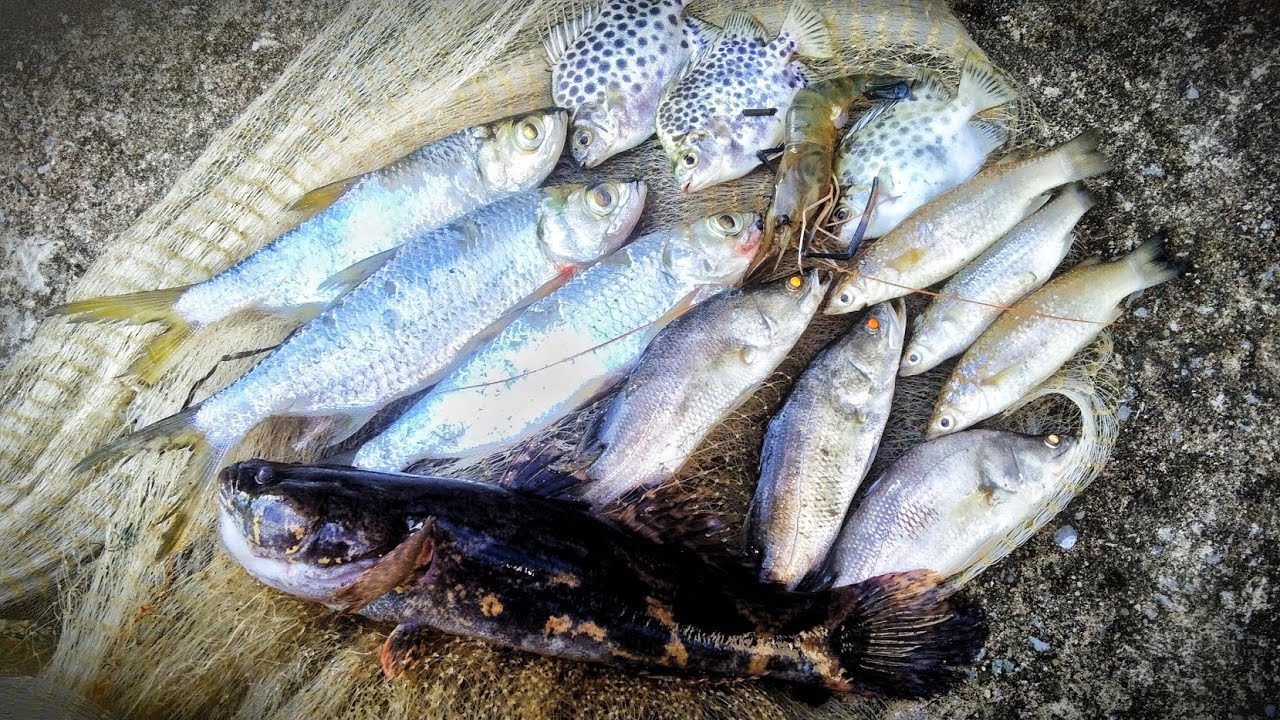 Menjala Dapat Ikan Ubi @ Ketutu | Pembukaan Tahun Baharu 2024 🎉 - YouTube