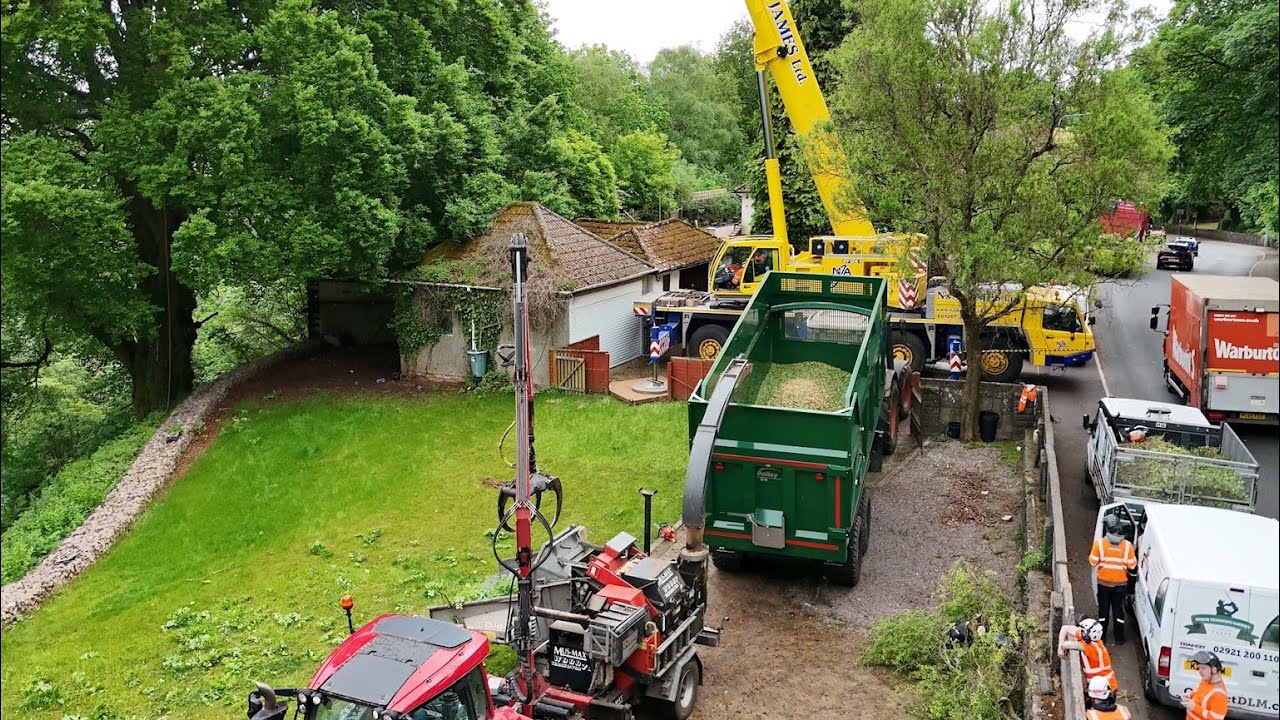 2/3 days in of our largest tree removal we have ever done!! - YouTube