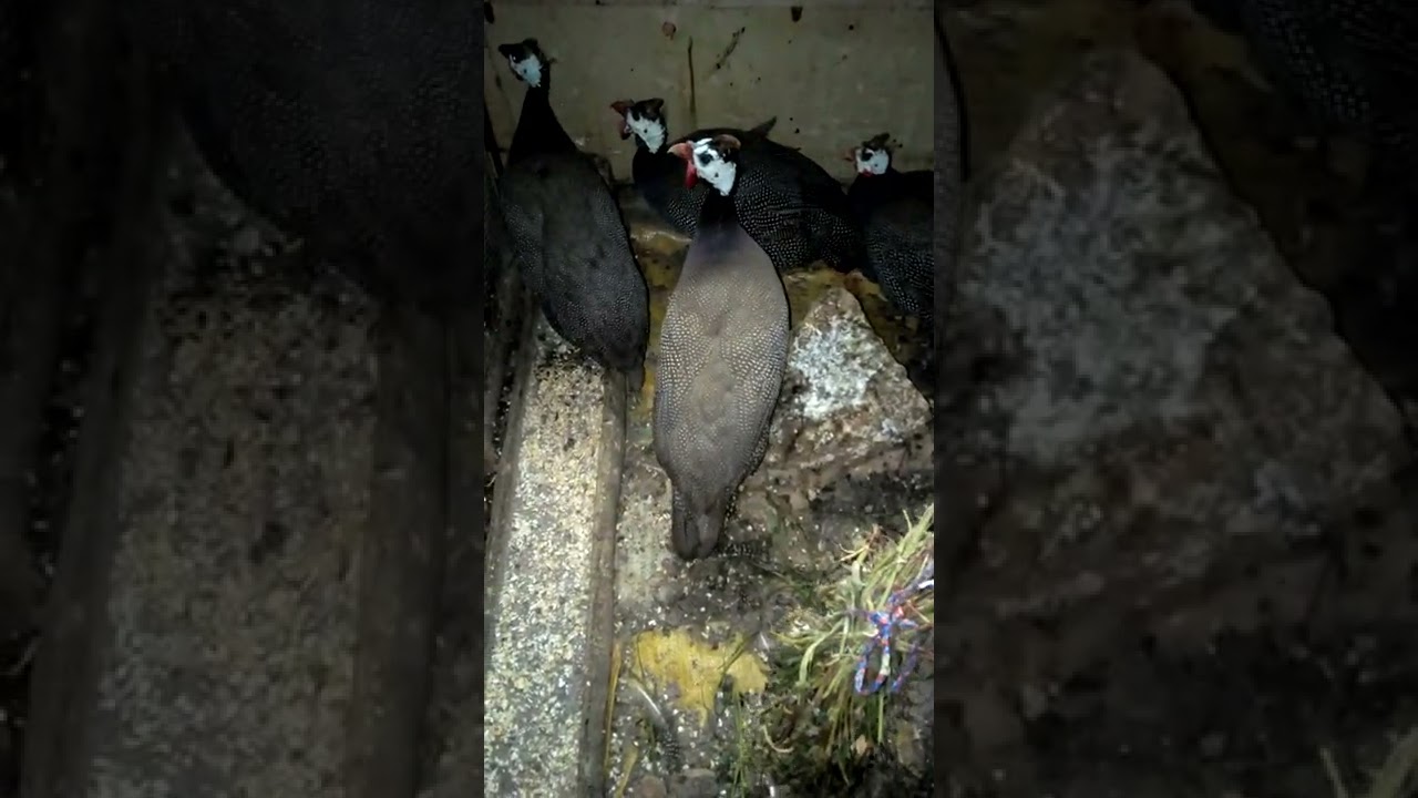 Nkunda ubworozi bw'inkanga. Dore icyo mbukundira. - YouTube