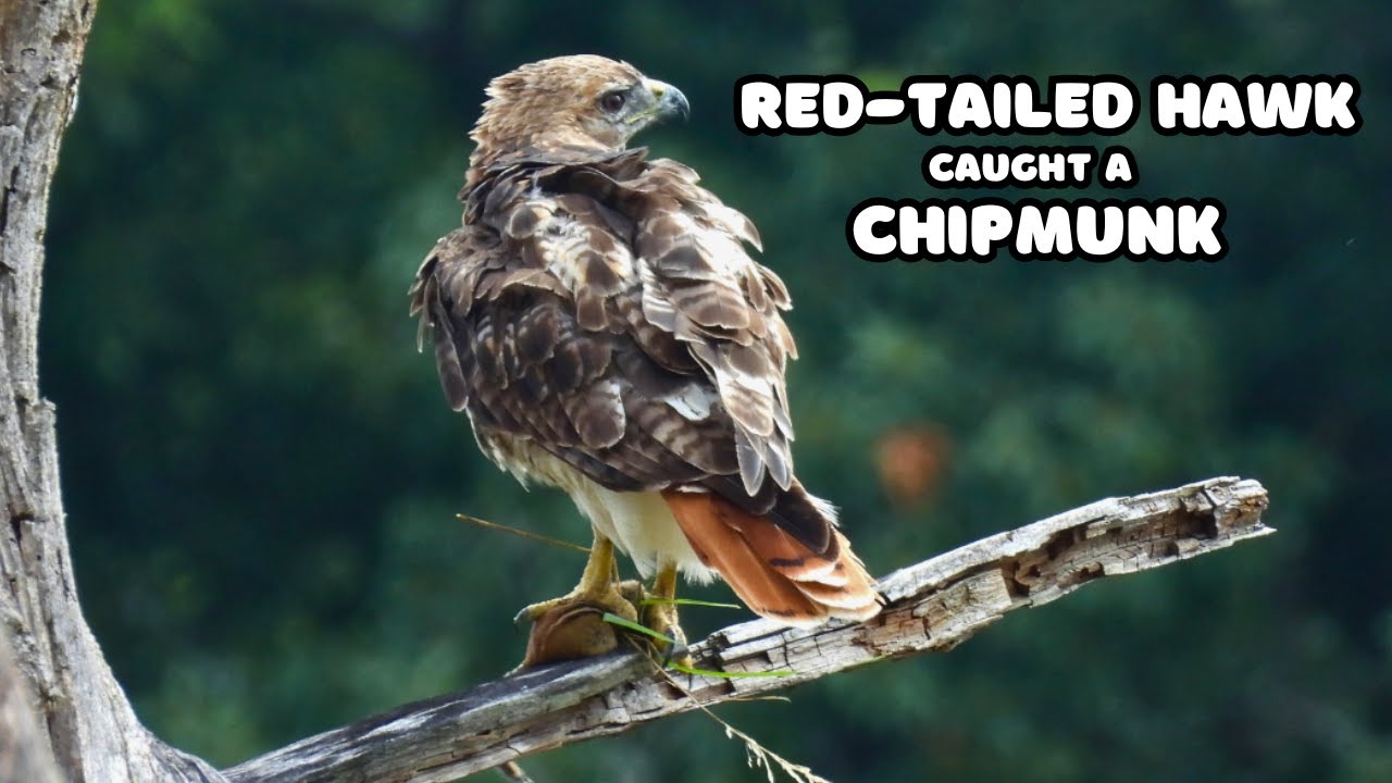 Predator and Prey - Red-Tailed Hawk caught a Chipmunk #Wildlife #Nature ...