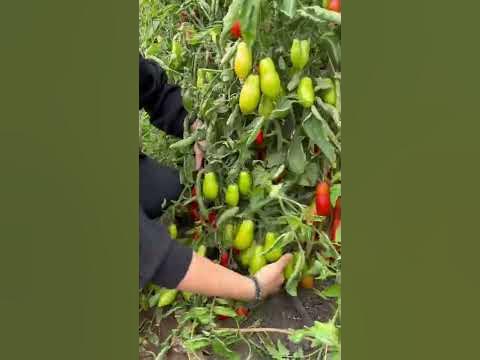 Сорт Сибирский пируэт #семена #сад #дача #огород - YouTube
