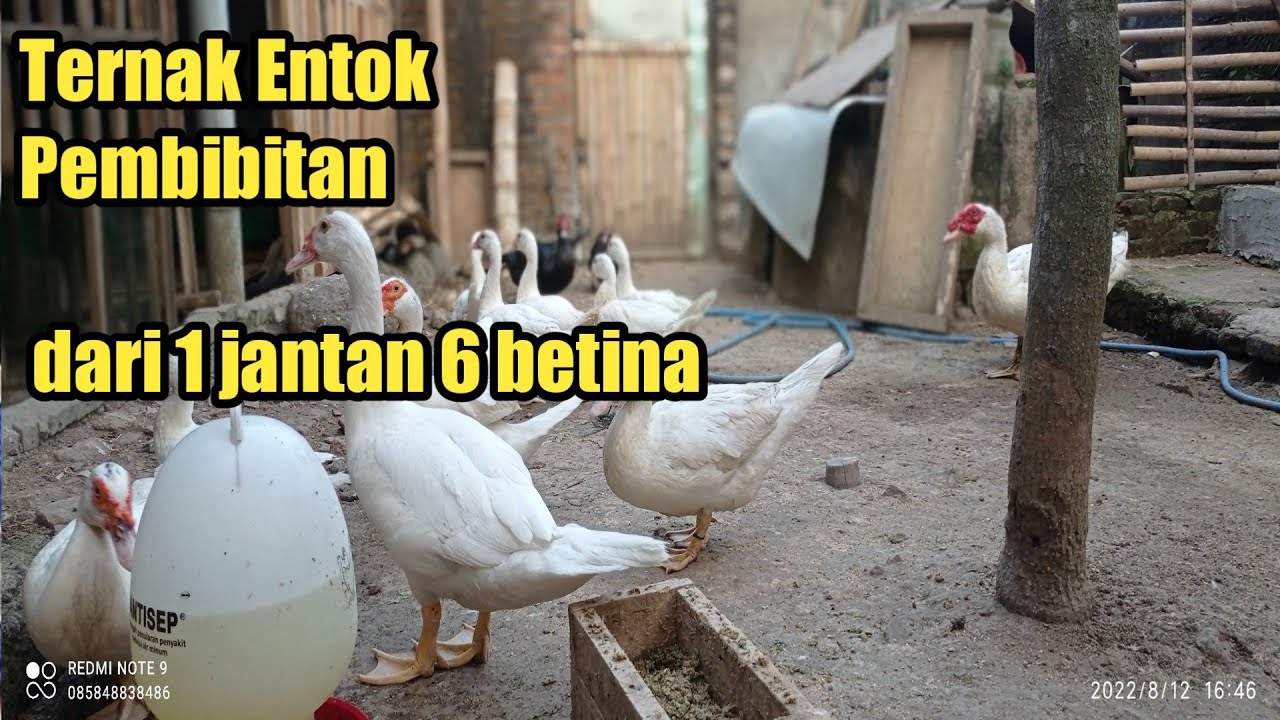 Begini !!Ternak entok pembibitan modern - YouTube