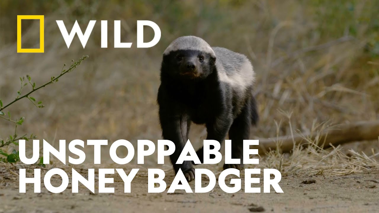 Unstoppable Honey Badger | Killer Safari | National Geographic WILD UK ...