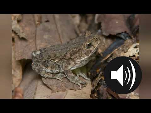 frog sound effects