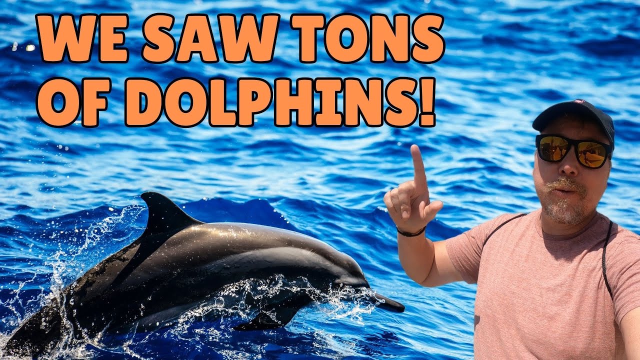 Clearwater Dolphin Cruise: A review of the Clearwater Funboat Dolphin ...