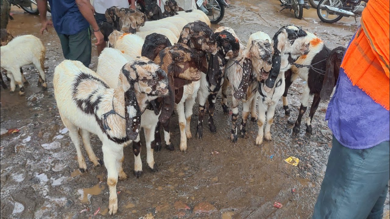balaheri Bakra Mandi part 2 acchi breed line ki bakri in Rajasthan ...