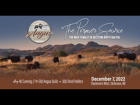 Badlands Angus Alliance - YouTube