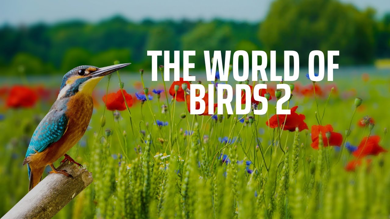 The World of BIRDS 2 - The Healing Power Of Bird Sounds| animals - YouTube