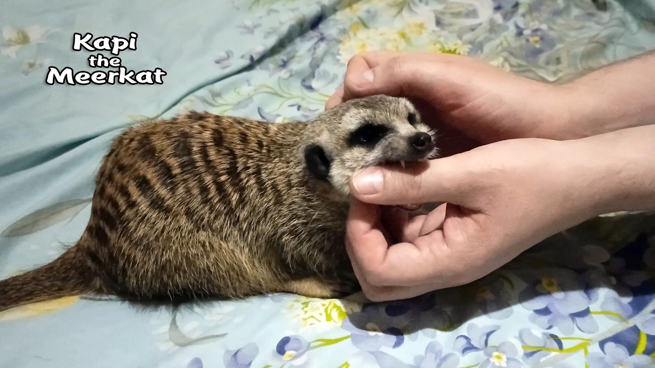 🐾 Meerkat on the attack! 😆 Kapi started a bed battle! 💥🦷 - YouTube