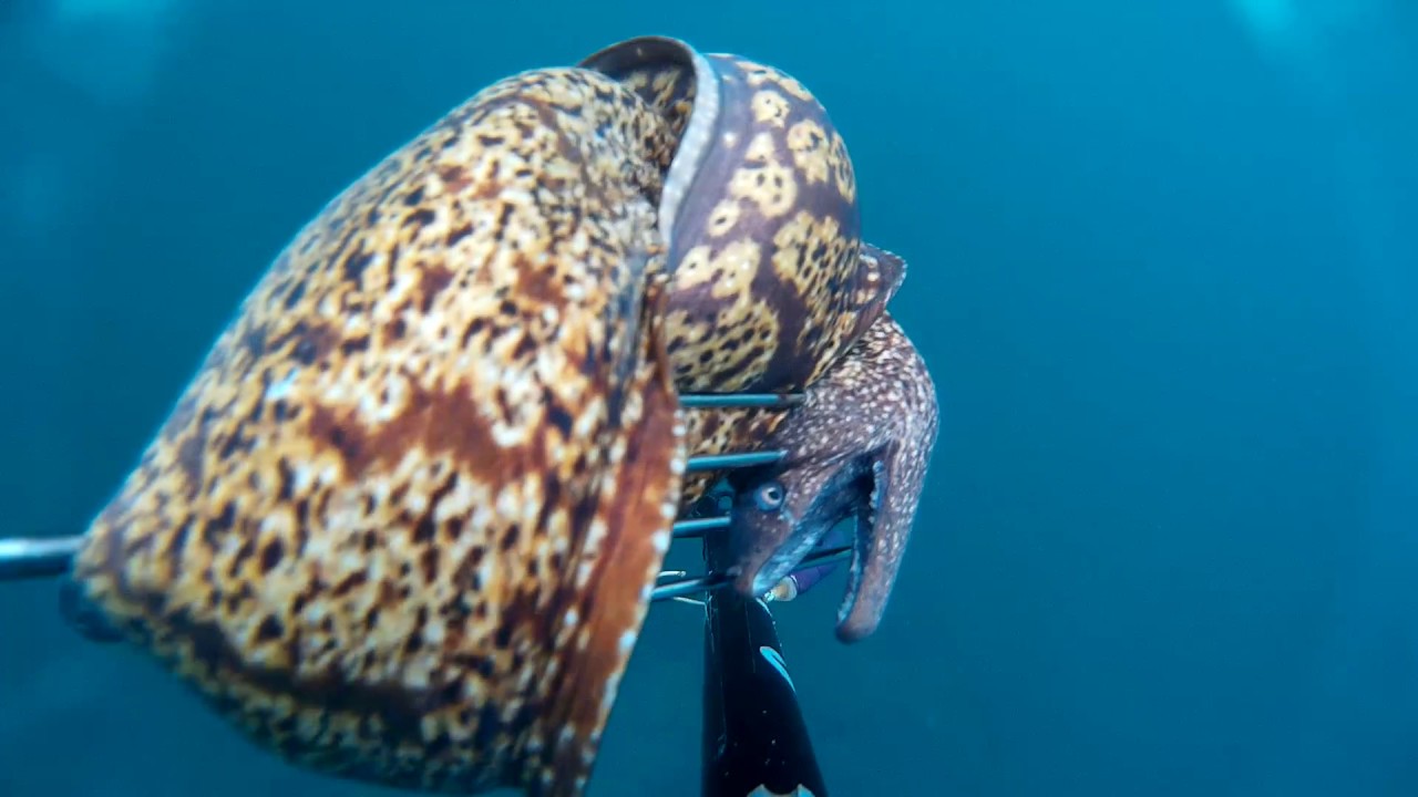 pescasub:COME CATTURARE LA MURENA how to catch the murine PESCA ...