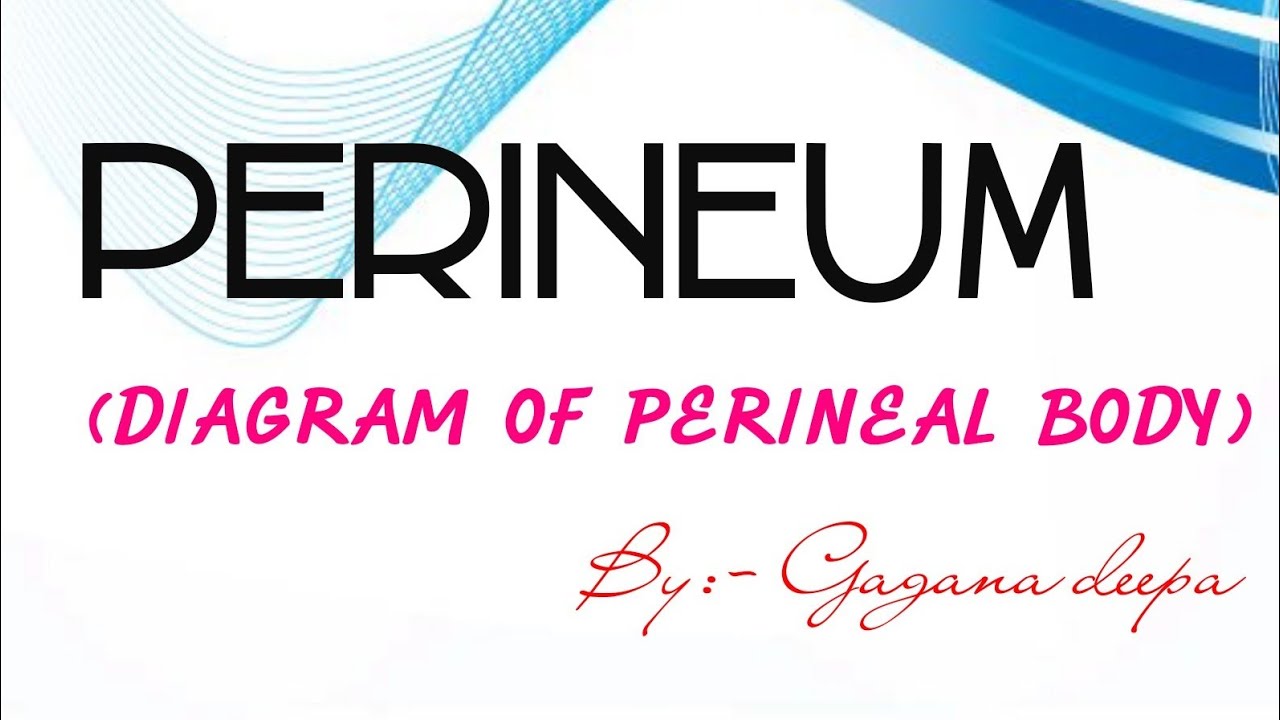 Diagram of perineal body - YouTube