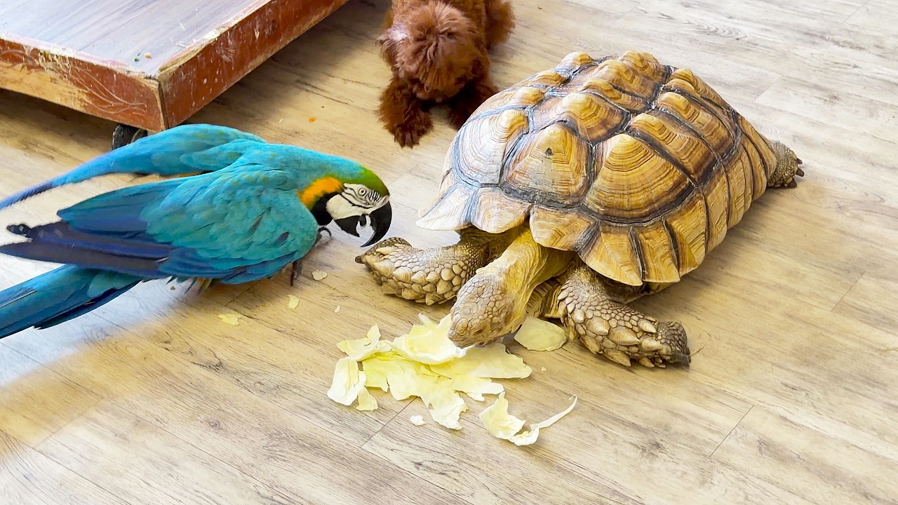 Baron the parrot feeds his turtle. Попугай Барон кормит свою черепаху ...