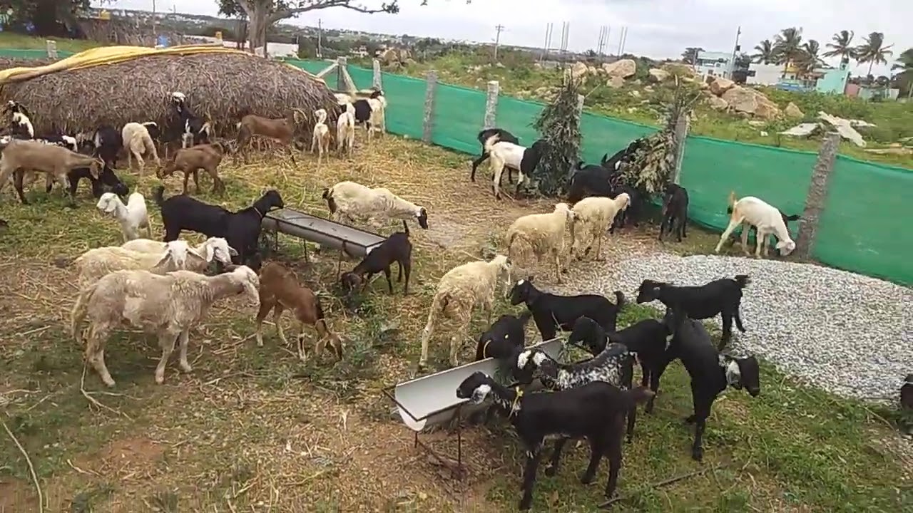 Sale ge edhe nodi friends pure nati goats - YouTube