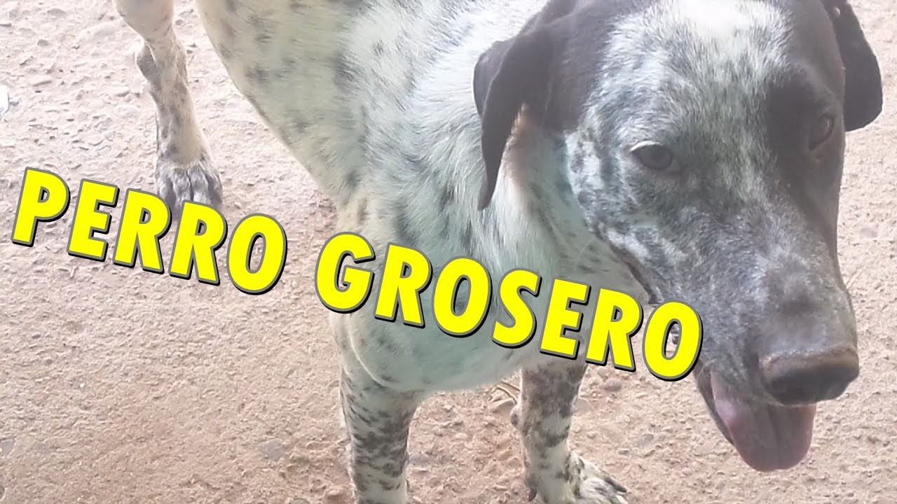 Perro Grosero - YouTube
