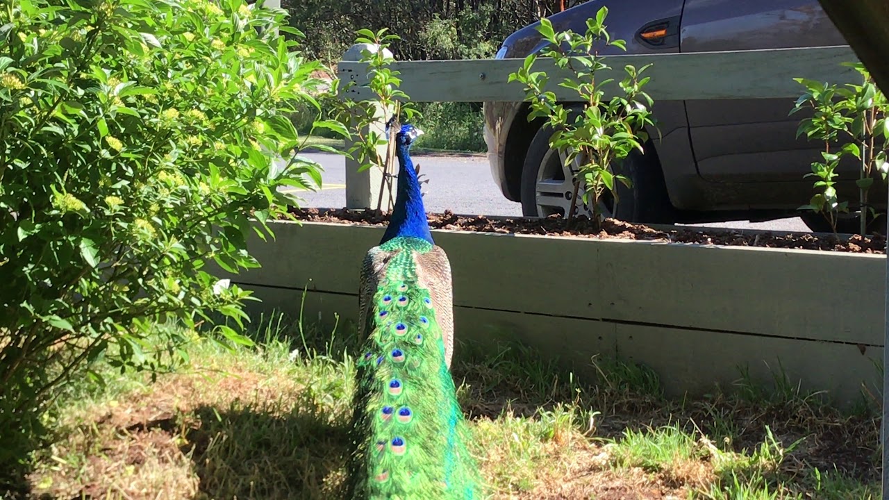 Peacock squawk! Noisy Kenneth the peacock making noise at a truck - YouTube