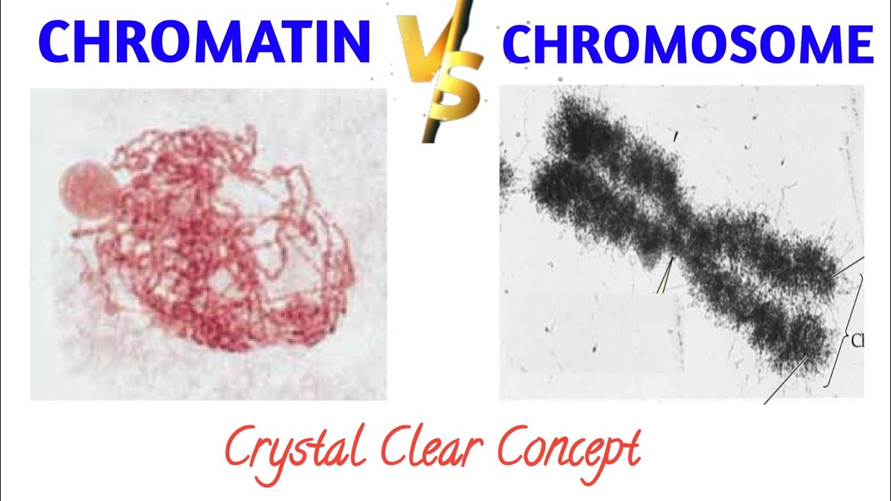 What is the Difference Between Chromosomes and Chromatin? | Chromatin ...
