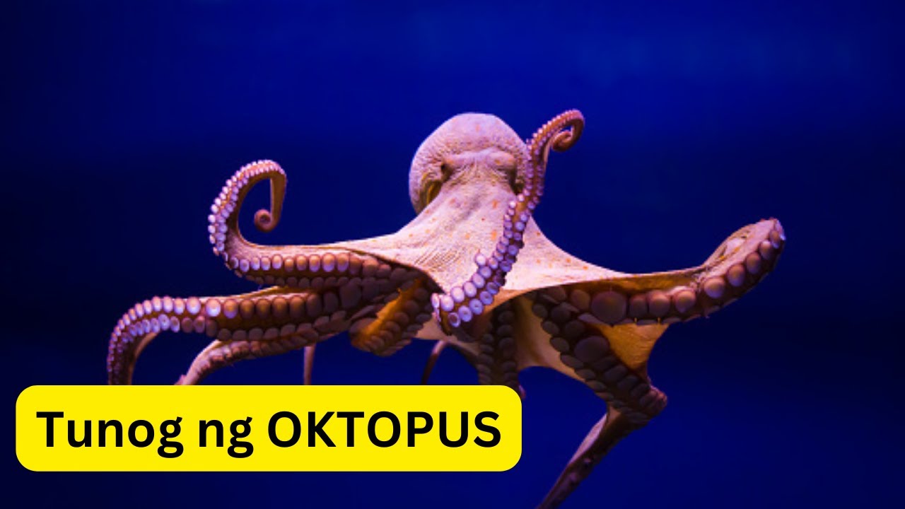 Tunog ng OKTOPUS | Sound of OCTOPUS - YouTube