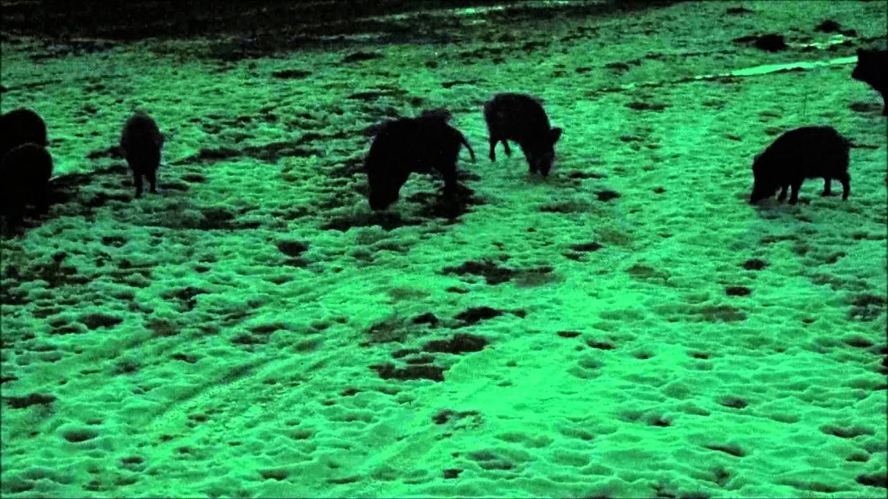 Ночная охота с луком на кабана. Wild boar night bowhunting. - YouTube