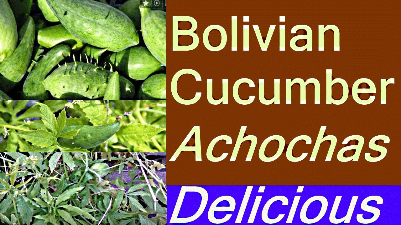 Bolivian Achocha Cucumber Plants Video || Pest Resistant || [Greenpete ...
