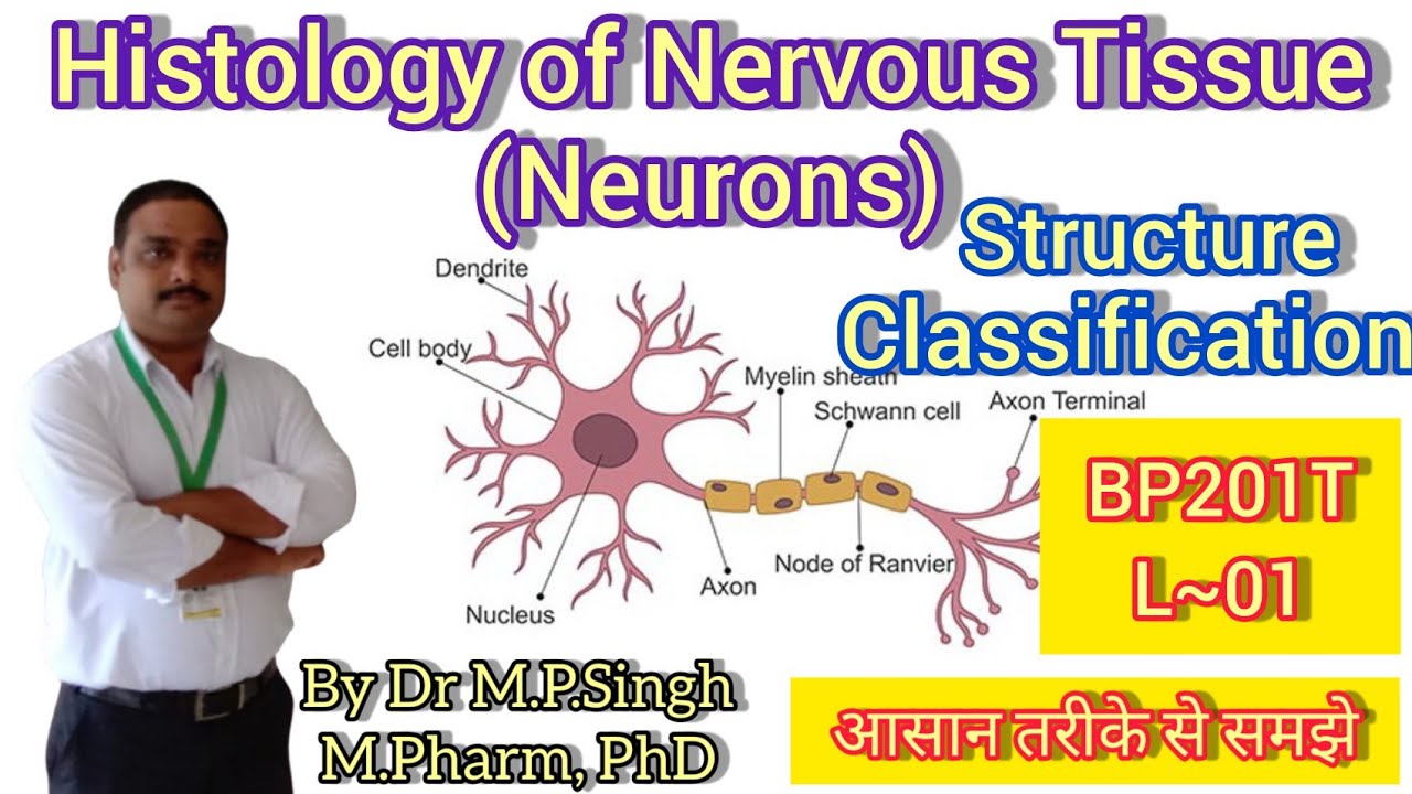 Neurons | Introduction, Structure & Classification | Human Anatomy ...