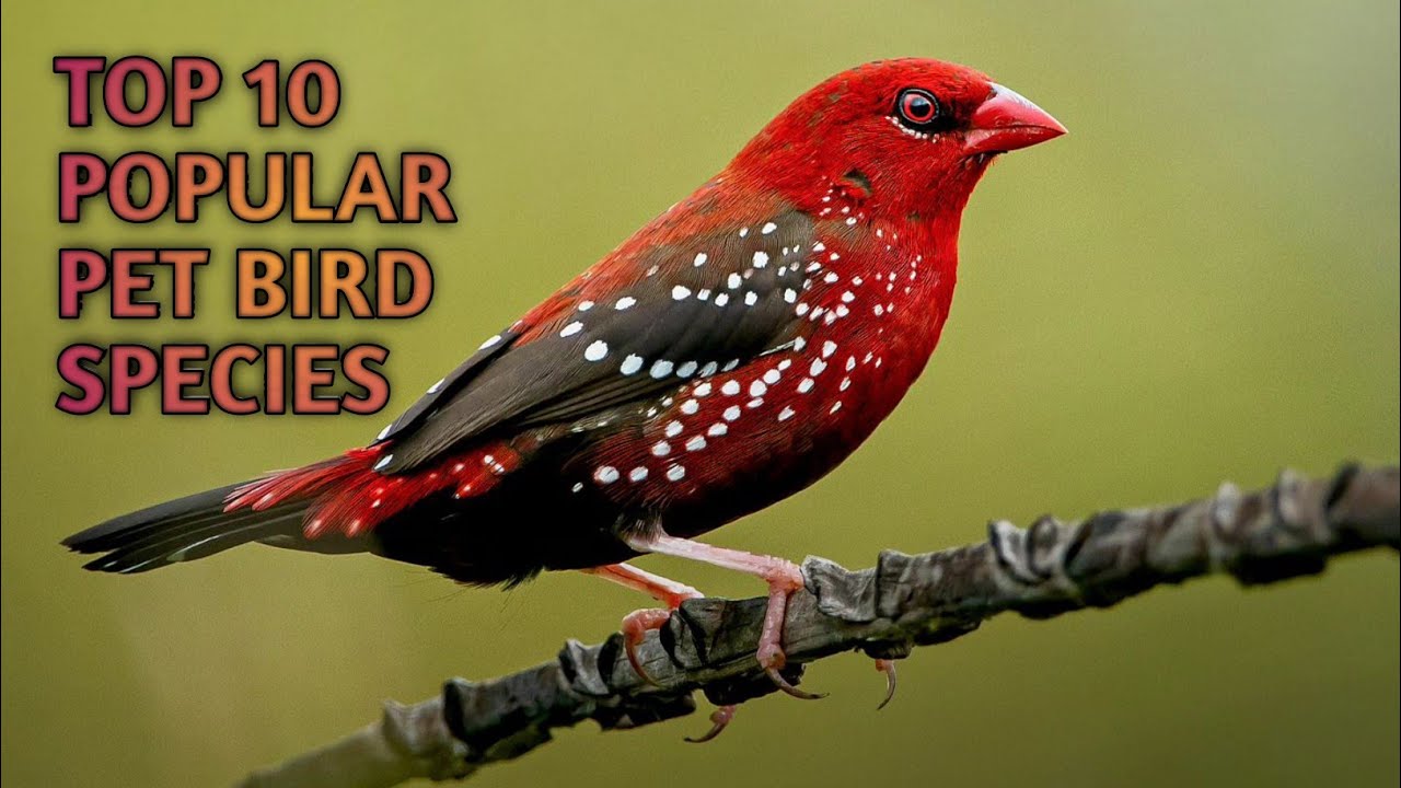 Top 10 Popular Pet Bird Species |Top 10 Pet Birds | Most Beautiful Pet ...