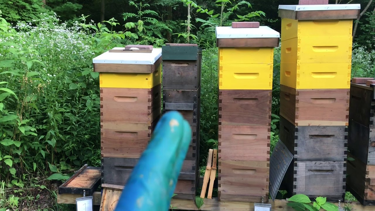 Queen Rearing - My Nuc Stack Cell Builder Part 1 - YouTube