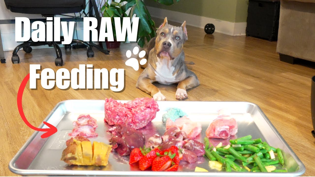 What feeding RAW FOOD DIET 🍗to my American Bully XL Puppy Looks Like ...