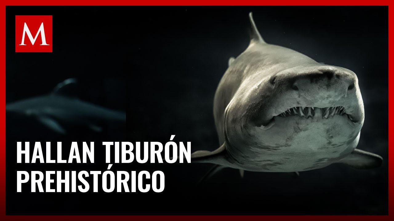 Captan impactante avistamiento: ¿Un tiburón prehistórico en el océano ...
