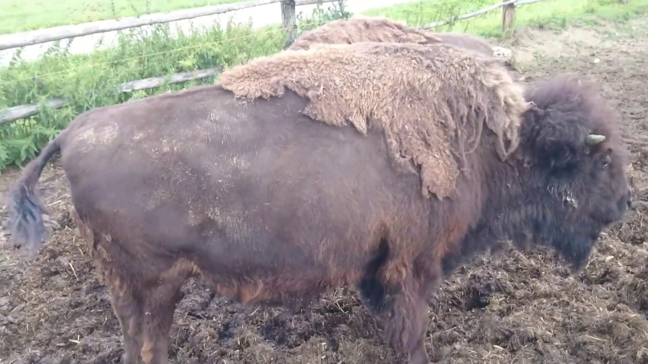 Bizoni v Čechách - YouTube