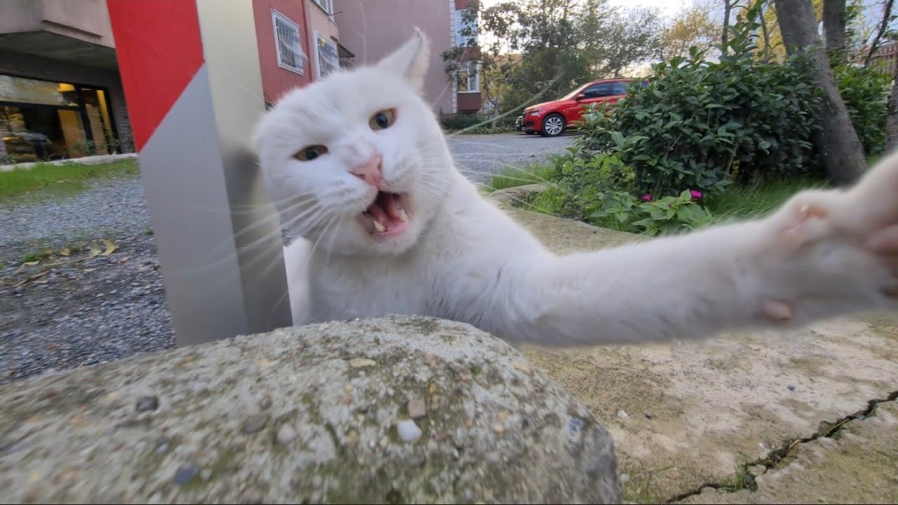 Angry White Cat Attacks my Camera and Slaps it. - YouTube