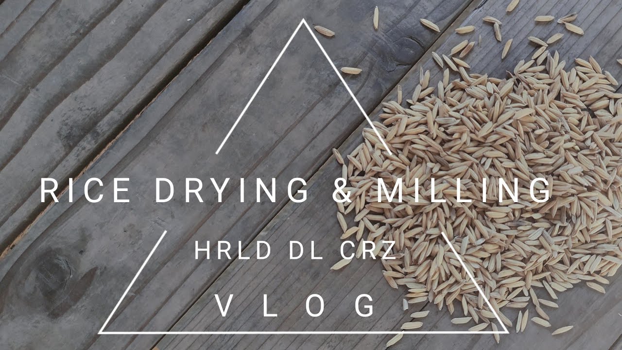 Rice / Palay - Drying and Milling (Pagbilad at Pagpakiskis) - YouTube
