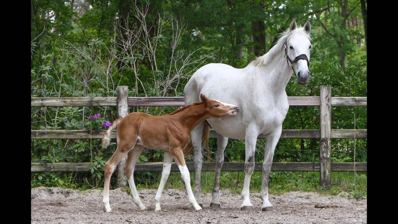 Emerald stallion foal out the half sister of Con Air! - YouTube
