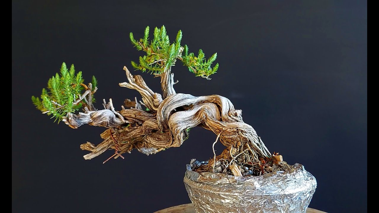 Bonsai Tree Thyme 1 Step 1 - YouTube