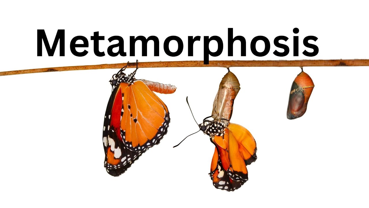 EXPLORE YOUR OWN EXCITING METAMORPHOSIS with JARED RAND ~ 04-17-24 ...