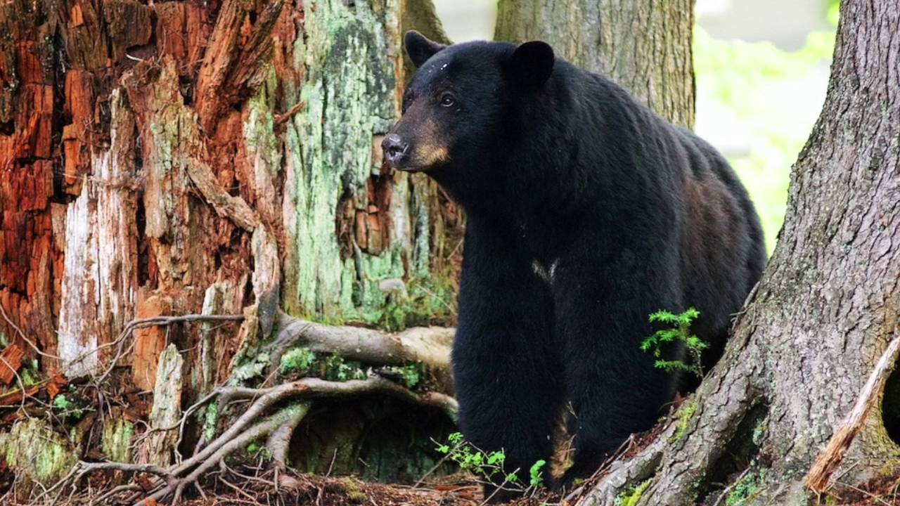 Bears of Burke Mountain (Coquitlam) - YouTube