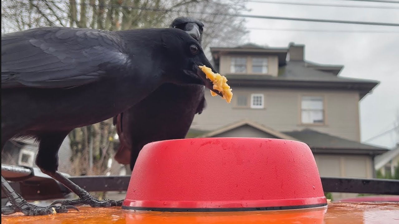 Crow Cam: Let Them Eat Cake! (See notes for Corn Pancake Recipe for ...