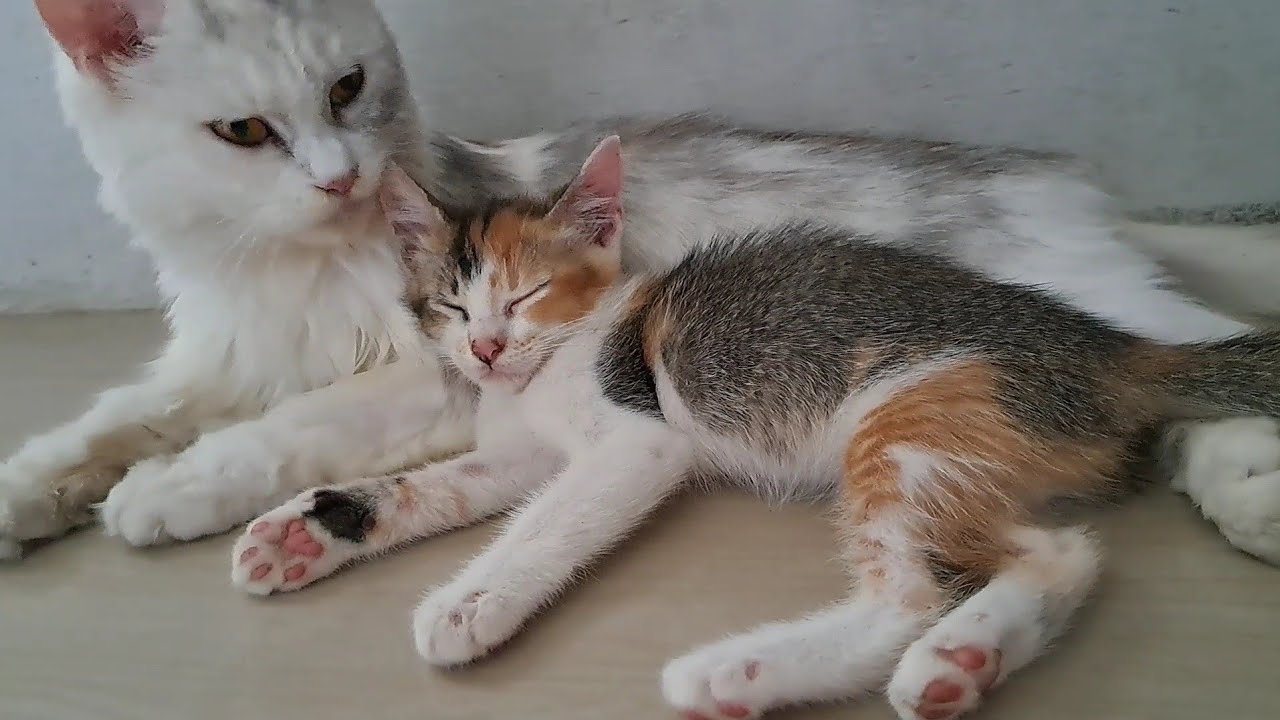 sweet kitten lala fell asleep when the mother cat licked her - YouTube