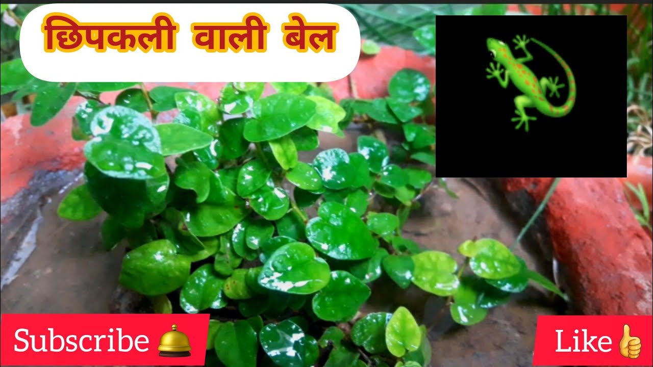 छिपकली वाली बेल #chipakli #plants #wines - YouTube