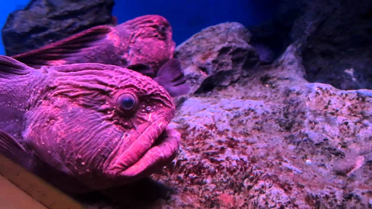 Bering wolffish.MOV - YouTube