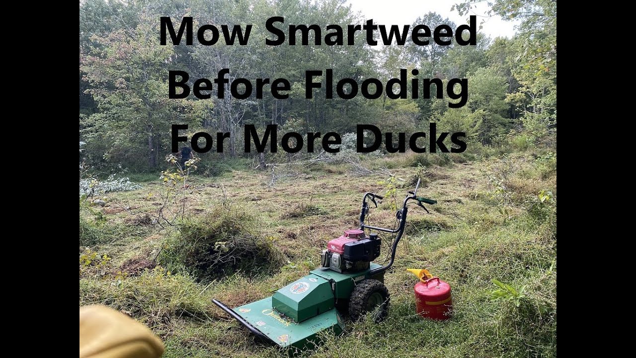 Managing a waterfowl impoundment | Mow smartweed Before Flooding to ...
