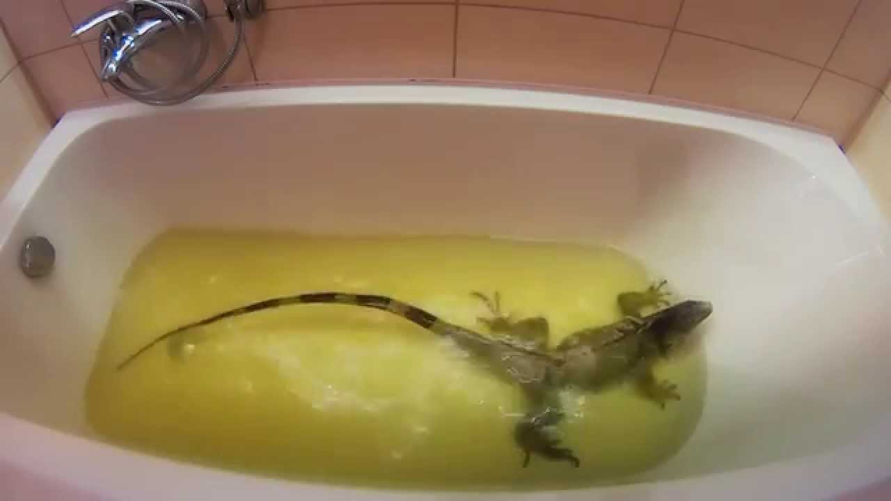 LEGWAN ZIELONY - RED - Kąpiel w Wannie | Iguana Iguana - YouTube