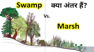 What is Swamp in Hindi | Difference between Swamp & Marsh | Geography terms भूगोल