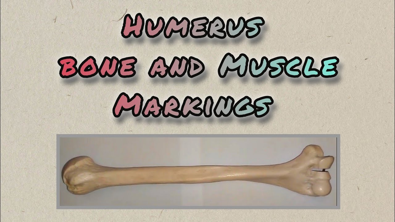 HUMERUS (Bone and Muscle Markings)|Upper limb|Anatomy #humananatomy # ...