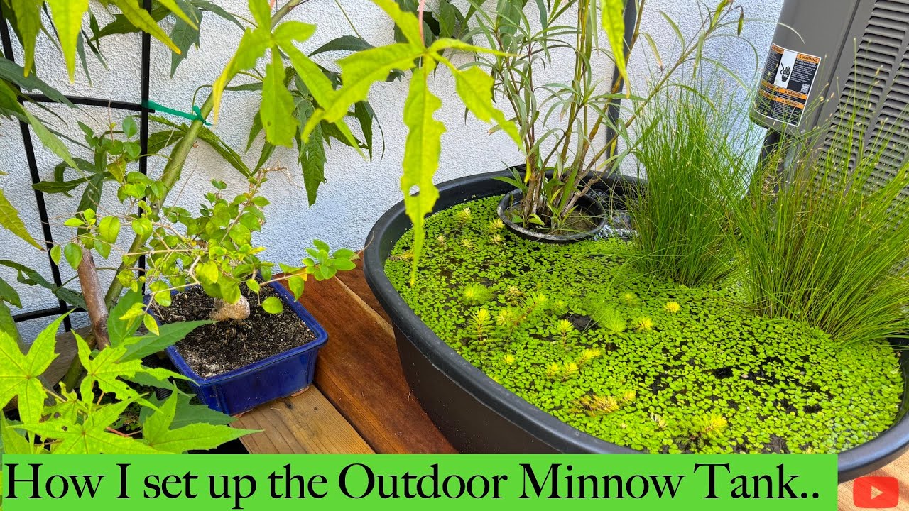 How I Set Up My 15-Gallon Outdoor White Cloud Mountain Minnow Tank ...