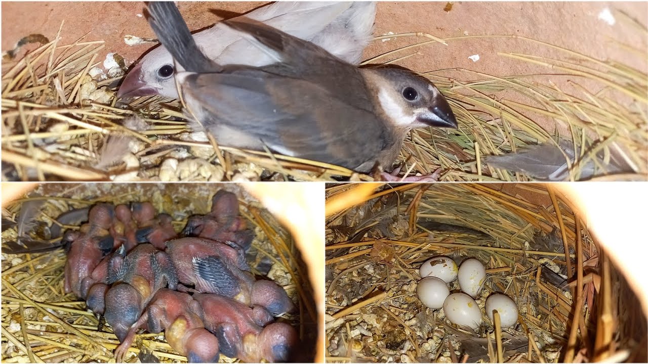 Java Breeding Progress Complete Setup Review || Bache hi Bache MashaAllah || Home Breed - YouTube