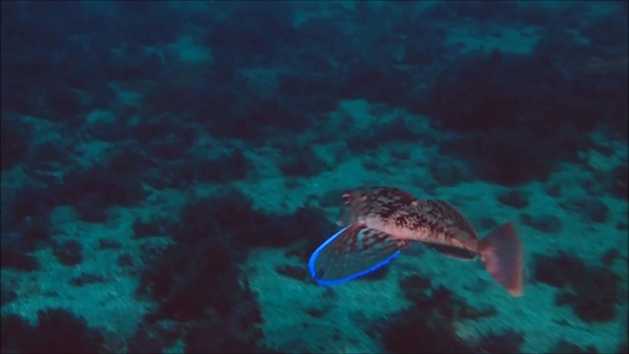 PEZ RUBIO EN MARINA DEL ESTE - YouTube