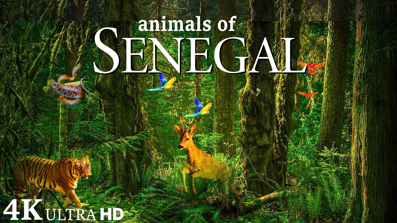 Animals Of The Senegal 4K - Scenic Wildlife Film With Calming Music ...