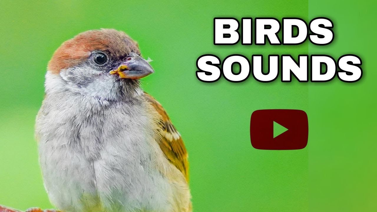 Birds Sounds || Cute Birds || Natural Voice || Love Kids || All Birds ...