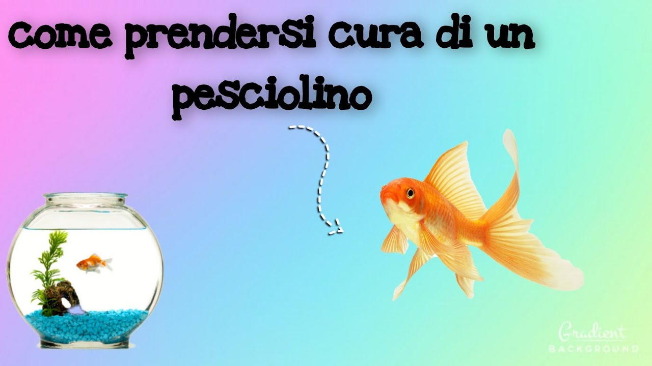COME PRENDERSI CURA DI UN PESCE | RICHIESTO 🐠 | Vale 🐾 - YouTube