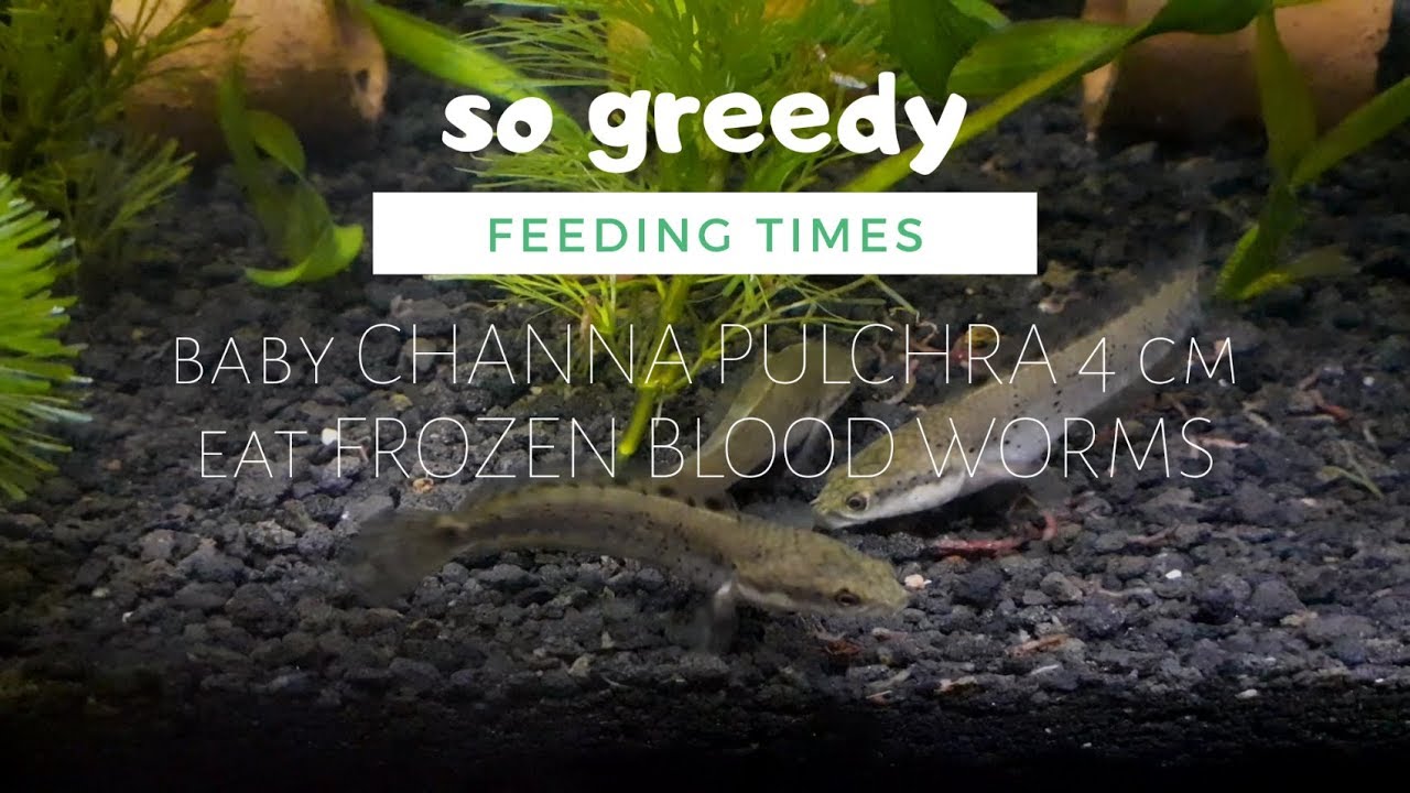 TIPS & TRICKS || FEEDING TIMES: SO GREEDY - BABY CHANNA PULCHRA ...